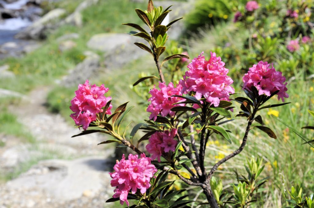 estate 2020-flora delle nostre montagne – La biblioteca dei ragazzi